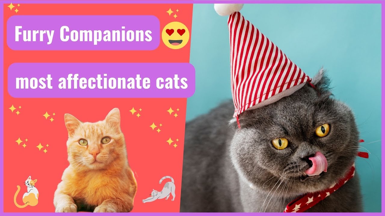 Furry Companions: Meet the Most Affectionate and Loyal Cat Breeds ...