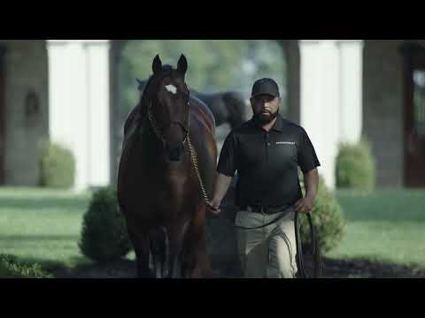 Foal to Finish Line | Breeding A Champion