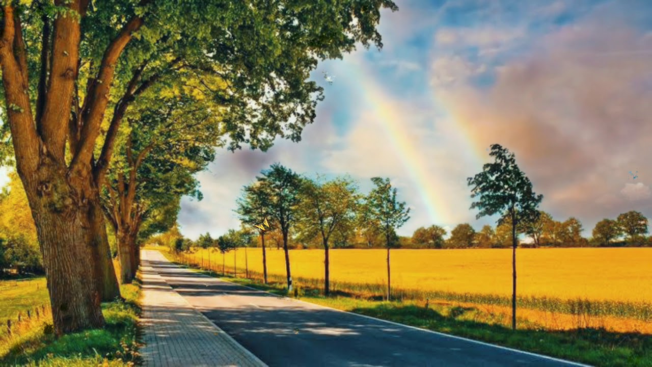 BACKGROUND REALISTIC SUASANA PEMANDANGAN PERSAWAHAN DITEPI JALAN ...