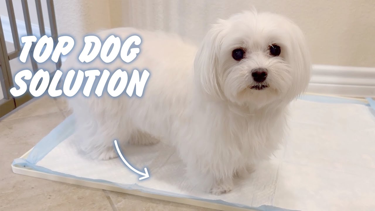 Quick Look: The Ultimate Potty Tray - YouTube