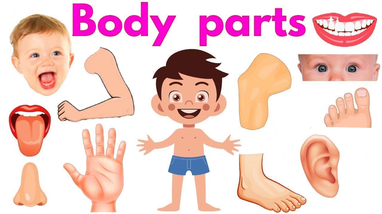 Parts of Body | Body Parts Name | Name of Body Parts in English with ...