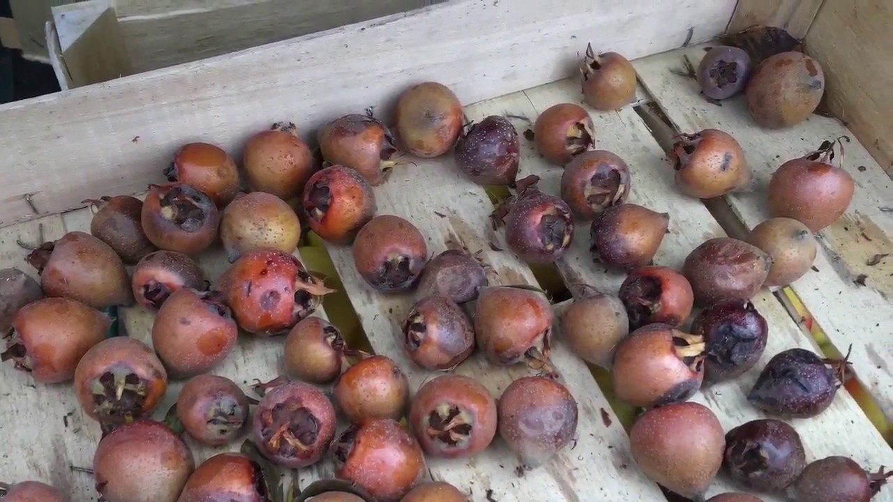 The Cycling Travel Chef exploring Serbian Fruits. Muschmule... - YouTube