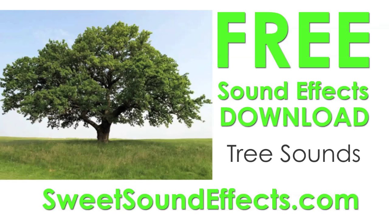 Tree Sound Effects - YouTube