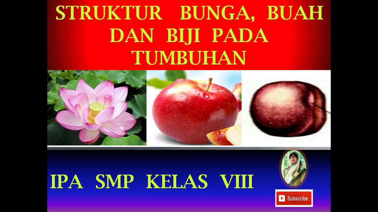 Struktur Bunga, Buah, dan Biji: IPA Kelas 8 SMP - YouTube