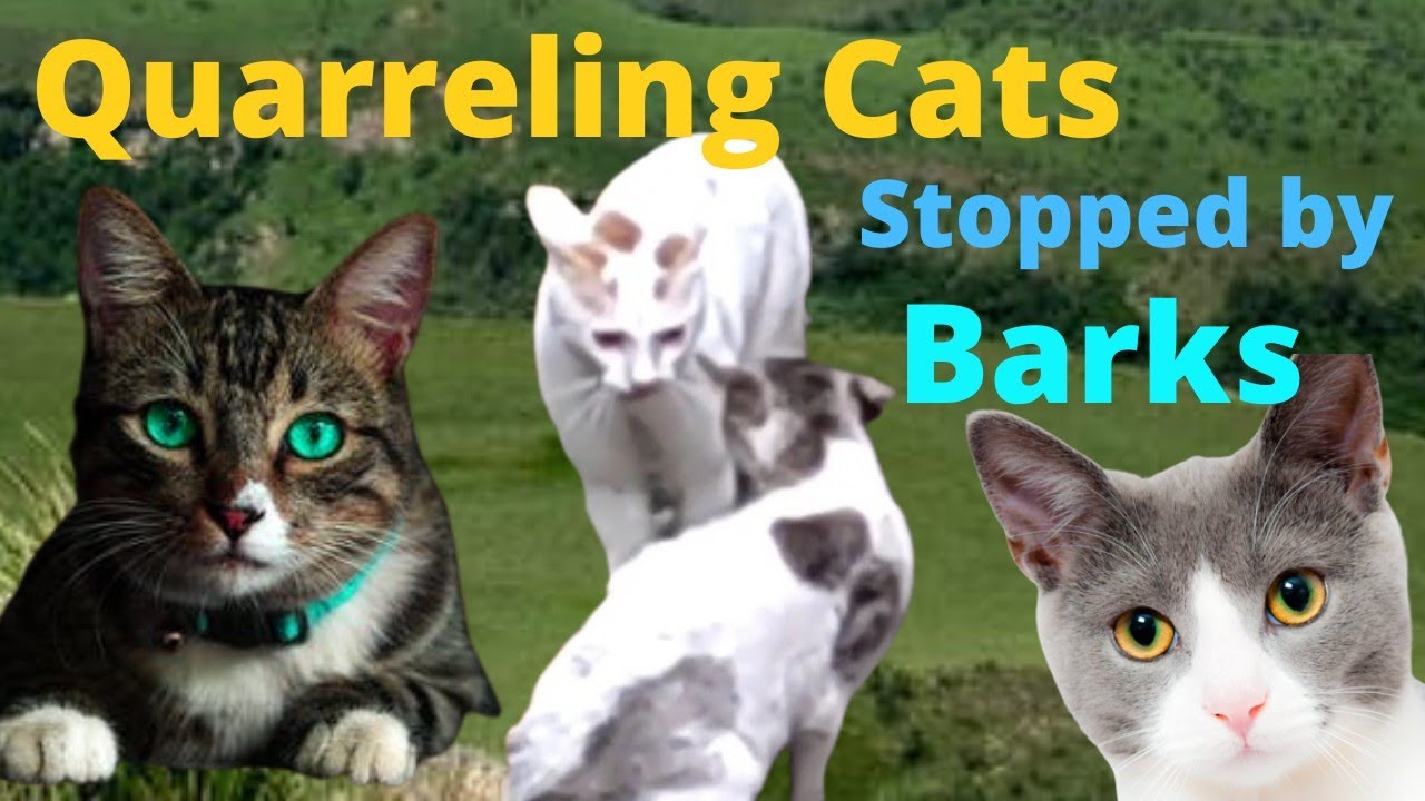 Cute Cats quarreling on Boundary Wall, Dogs Stopped. Funny Cats and ...
