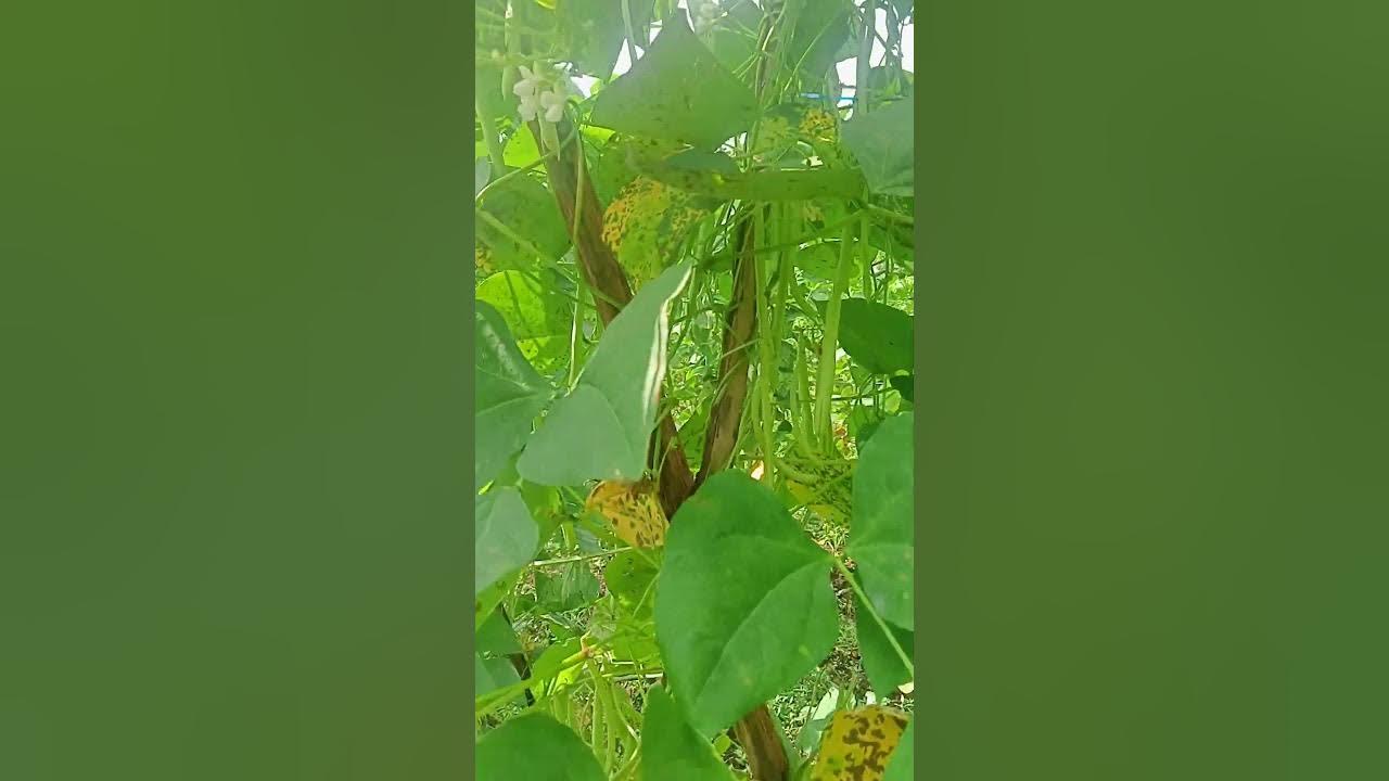 Cara merawat Buncis,Biar berbuah Lebat. - YouTube