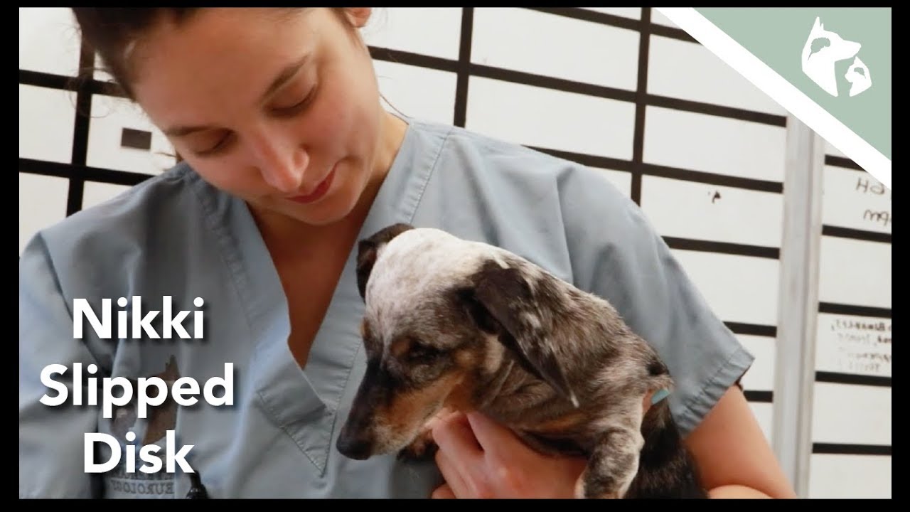 A day in the life of a Veterinary Neurologist Vlog 3 || Southeast ...