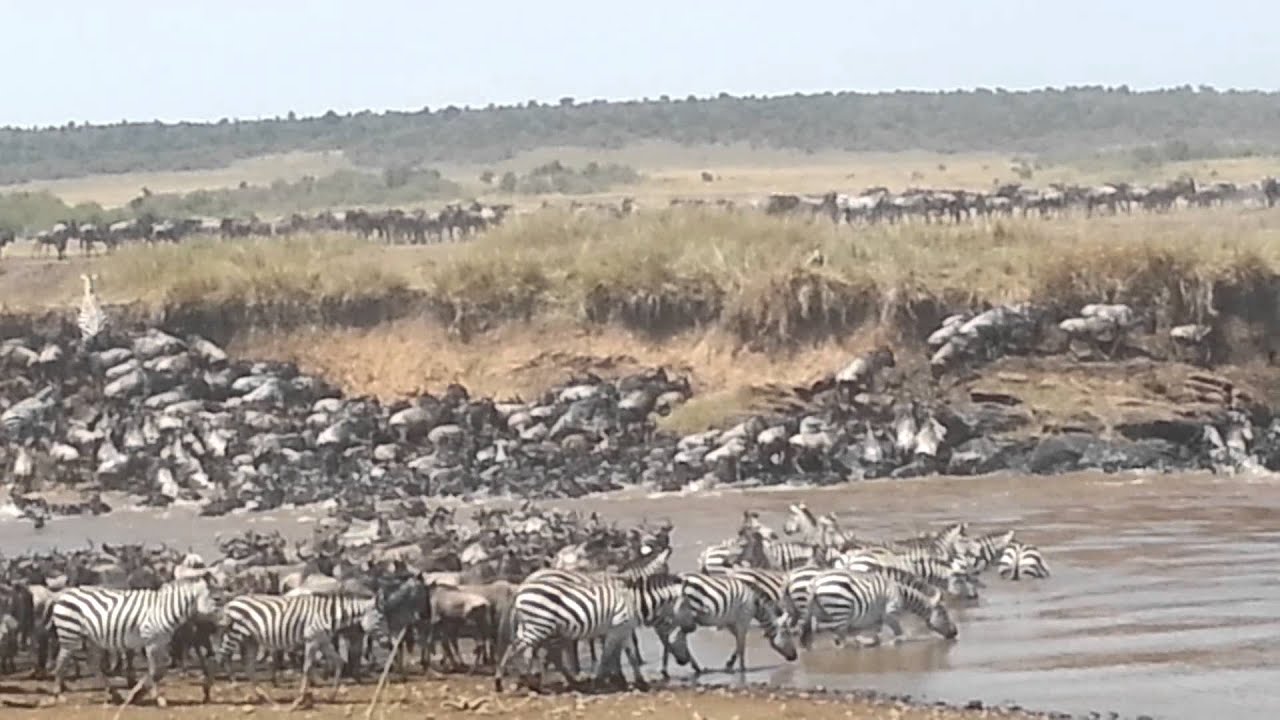 Great Serengeti Masai Mara Migration River Crossing - YouTube