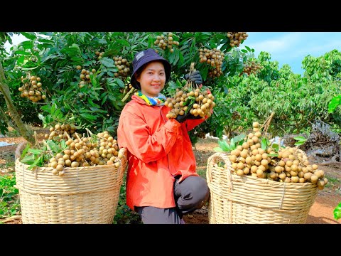 Harvesting Longan Garden Goes To Market Sell - Cooking Longan Tea, Farm, Daily Life | Tieu Lien ...