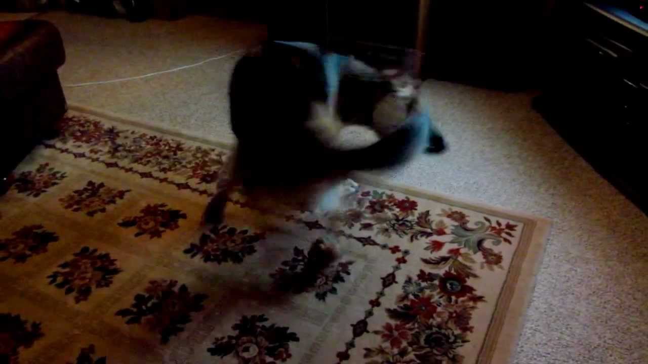 German Shepherd chasing tail - YouTube