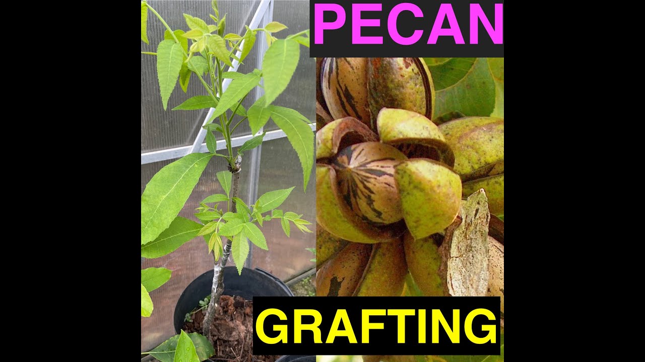 PECAN GRAFTING METHOD NUT TREE WALLNUT GRAFT - YouTube