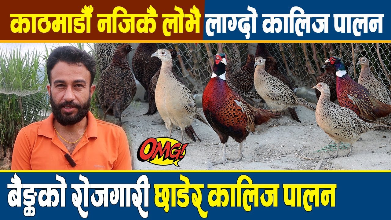 बैङ्कको रोजगारी छाडेर काठमाडौँ नजिकै लोभै लाग्दो व्यावसायिक कालिज पालन ...
