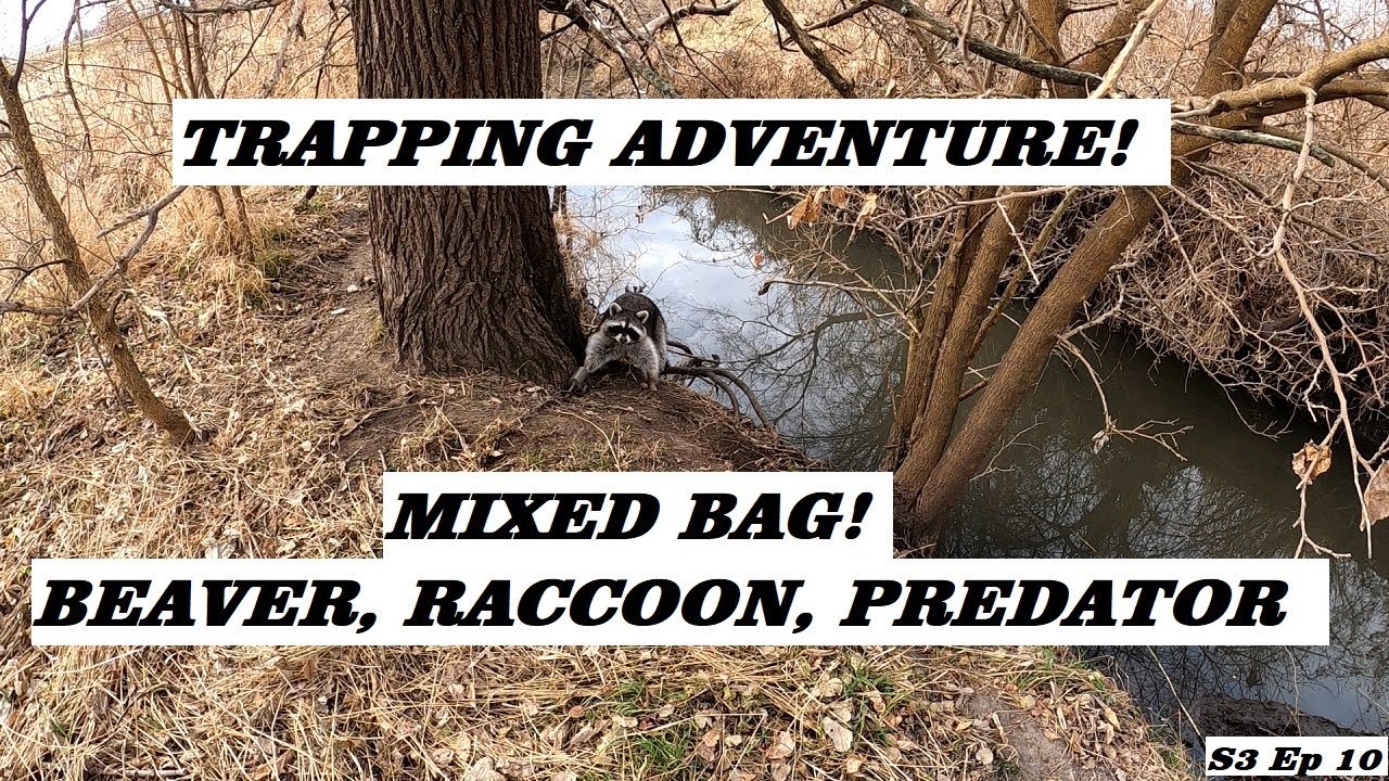 MIXED BAG TRAPPING VLOG! BEAVER, RACCOON, PREDATOR TRAPPING | S3 Ep10 ...