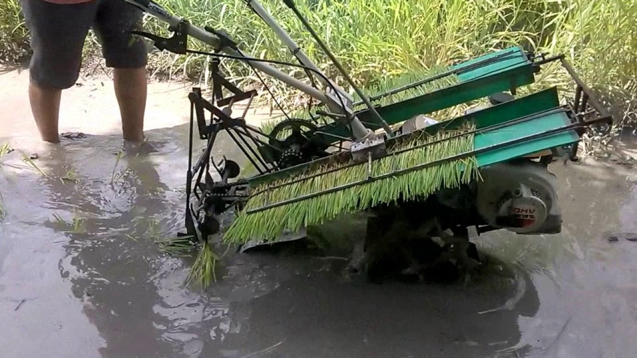 Test rice transplanter in field | Root-washed seedling | Paddy ...