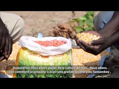La culture de mais avec Sama Mbey - Wolof
