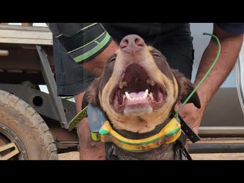 In Loving Memory of Jet aka Jetty Boy! - YouTube