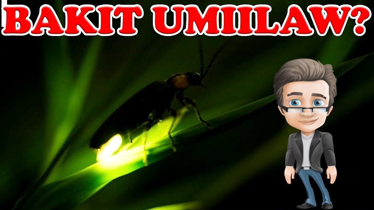 BAKIT UMIILAW ANG MGA ALITAPTAP O FIREFLIES? - YouTube
