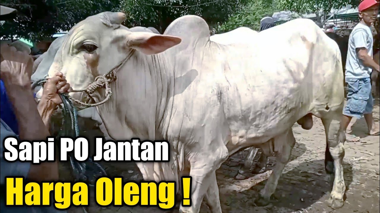 15 JUTA NEGO 💥 SAPI PO JANTAN HARGA MURAH MERIAH ! Pasar Sapi Tuban ...