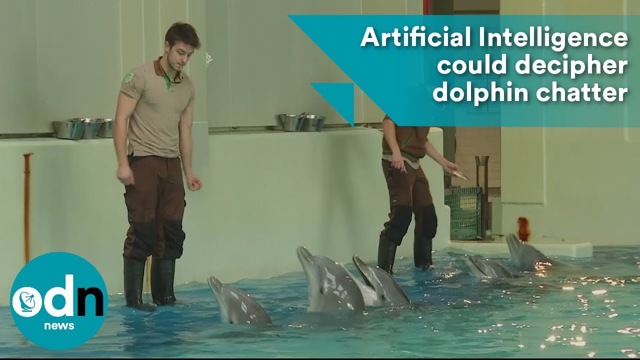 Artificial Intelligence could decipher dolphin chatter - YouTube