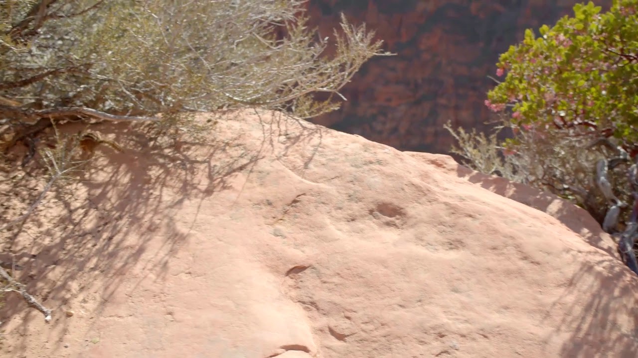 desert chipmunks on canyon rocks ground squirrels desert wildlife - YouTube