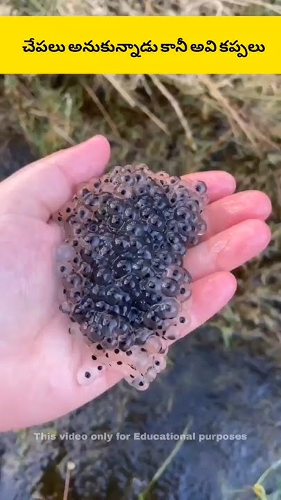 చేప కాదండీ బాబోయ్ ఇది కప్ప || frog eggs || tadpoles - YouTube