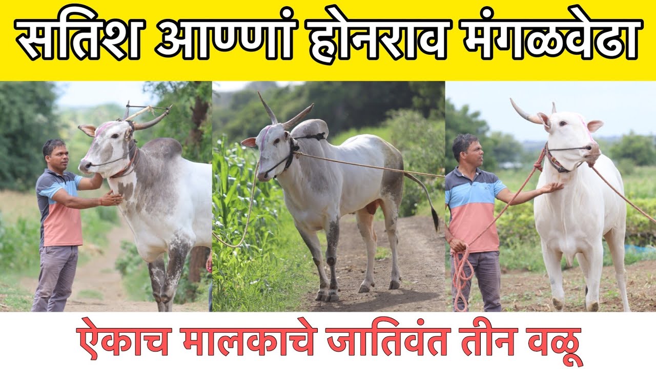 सतीश अण्णा यांचे 3 वळू / khillar cow - YouTube