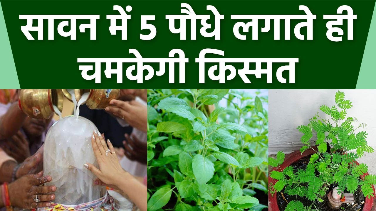 Sawan 2022: सावन में ये 5 पौधे लगाने से चमकेगी किस्मत | Sawan Plants ...
