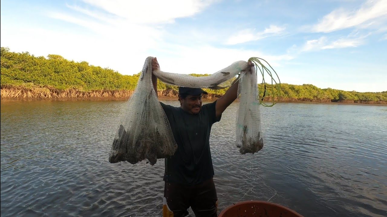 Así encontramos todo este camarón - YouTube