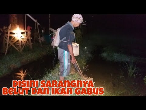 Nyetrum Belut Malam Hari Menggunakan Alat Setrum Manual || Eel Fishing