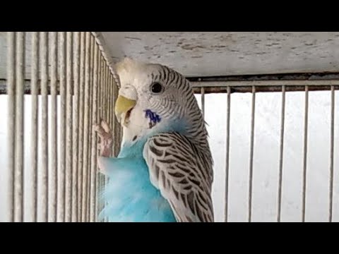 Single Tufted budgies - YouTube