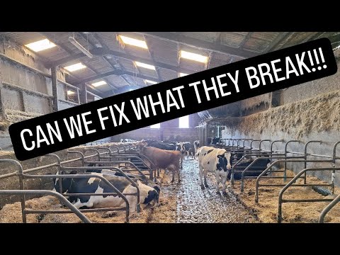 WHY DO THE COWS BREAK EVERYTHING 🐮🐮🐮 - YouTube