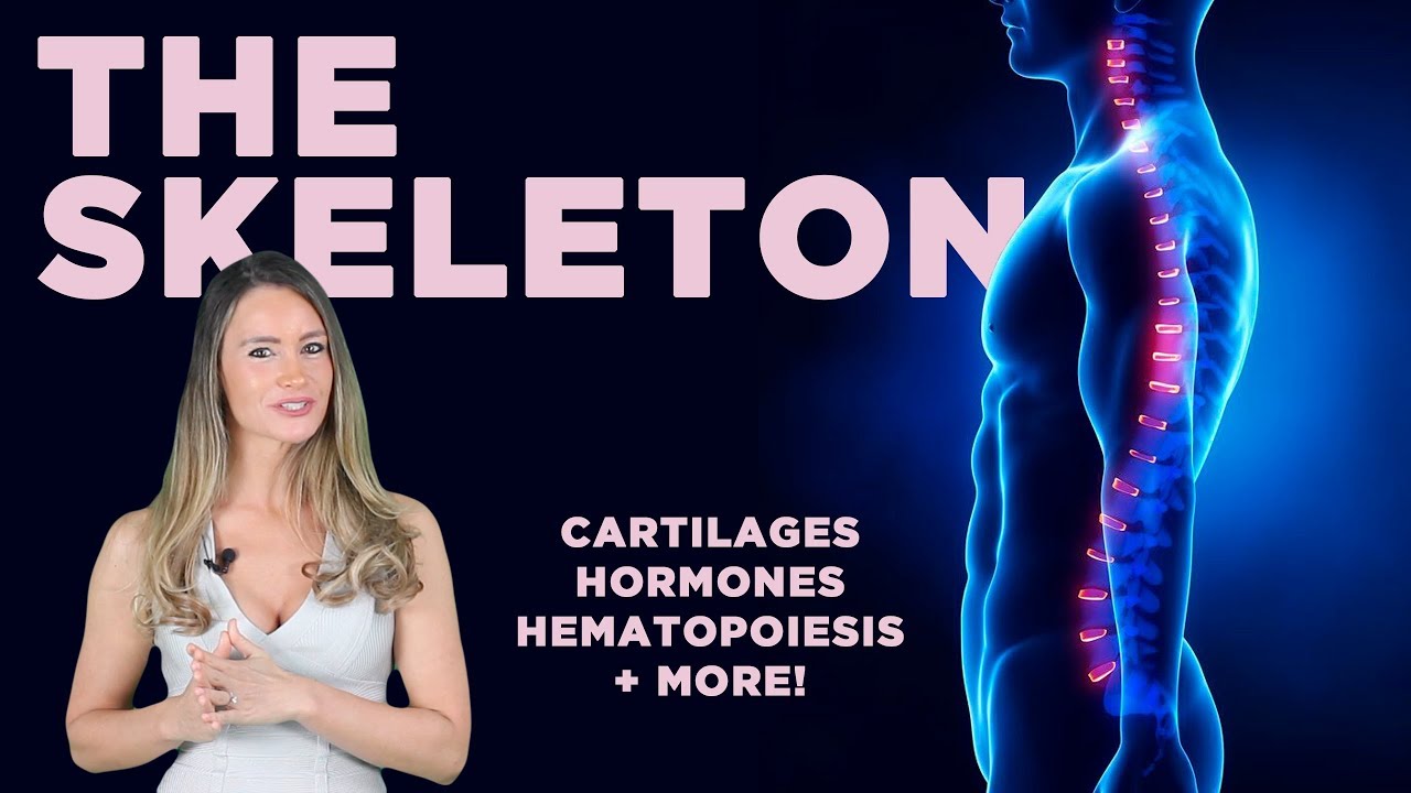 The Skeleton: Cartilage, Bones, Hormones + More! - YouTube