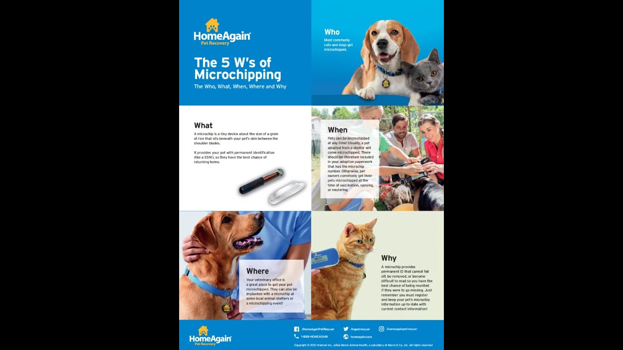 Everything You Need to Know about Microchips for Dogs - YouTube