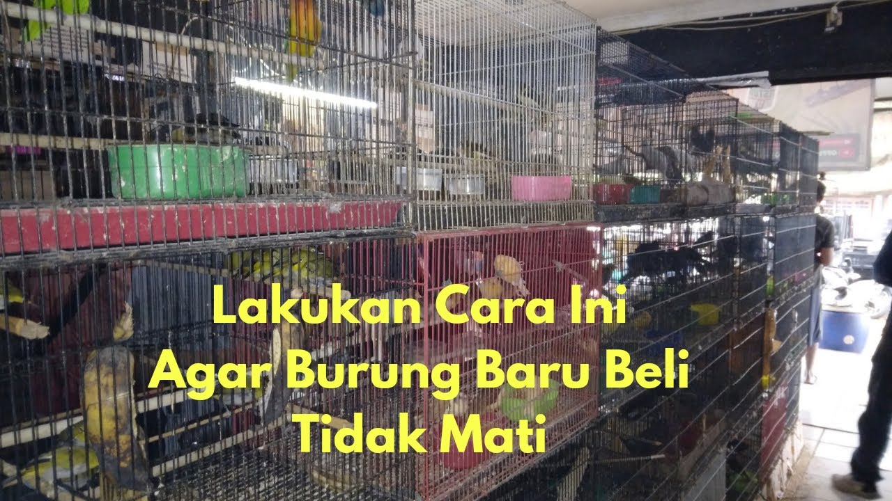 TIPS MERAWAT BURUNG BARU BELI AGAR SEHAT DAN TIDAK MATI - YouTube
