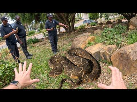 Deadly Snake In The Yard