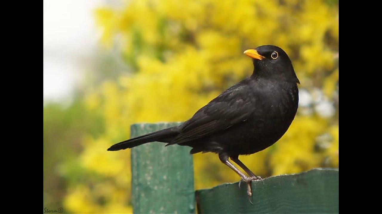 Olivier Messiaen : Le merle noir - YouTube