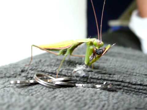 mantis eating a fly - YouTube
