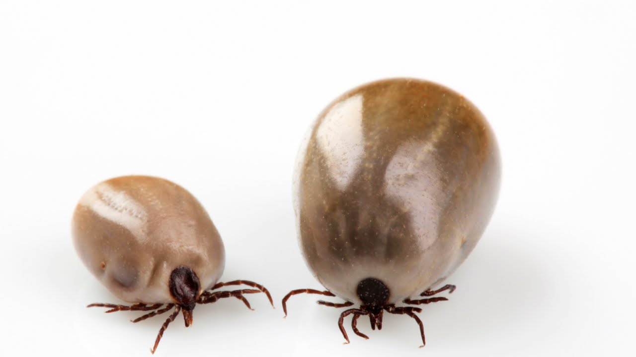 Curso Controle de Carrapato, Berne e Mosca-dos-Chifres - Cursos CPT ...