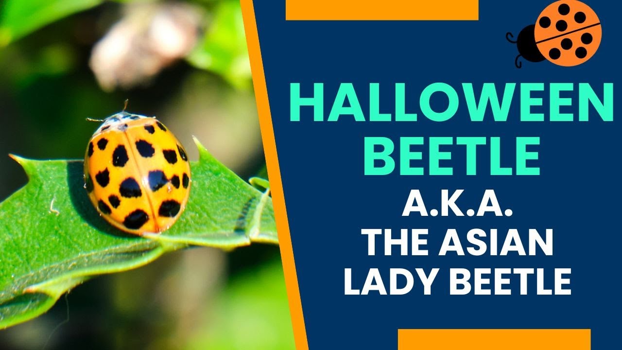Halloween Beetle Aka The Asian Lady Beetle | - YouTube