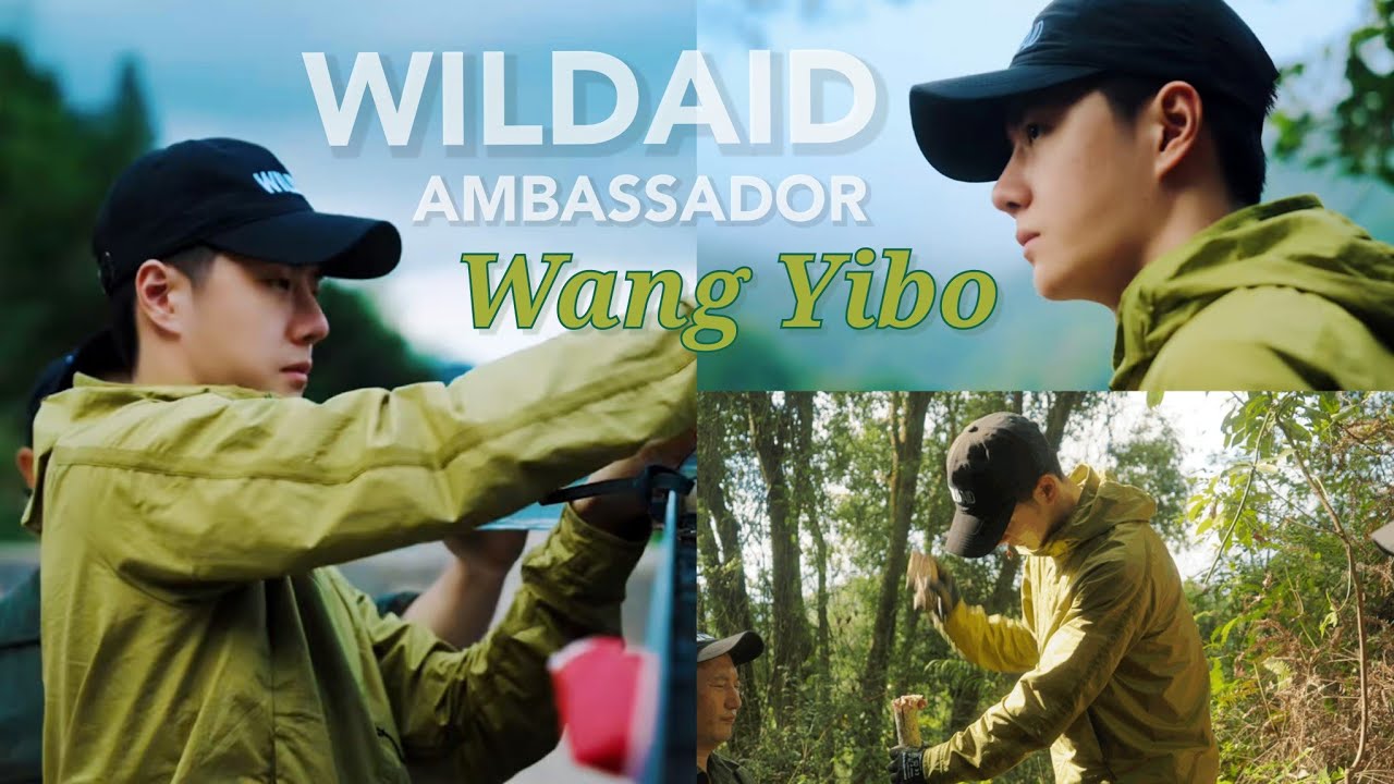 WildAid | Wild rescue public welfare ambassador Wang Yibo 💚🌱 saving ...