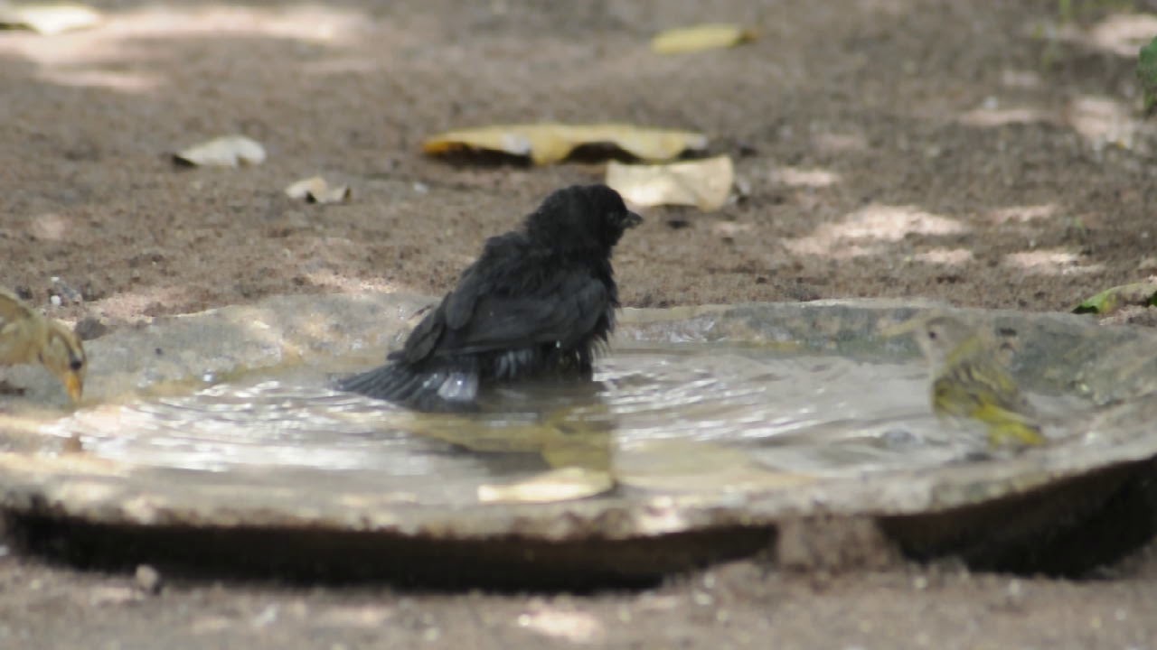 Chupim (Molothrus bonariensis) se refrescando. - YouTube