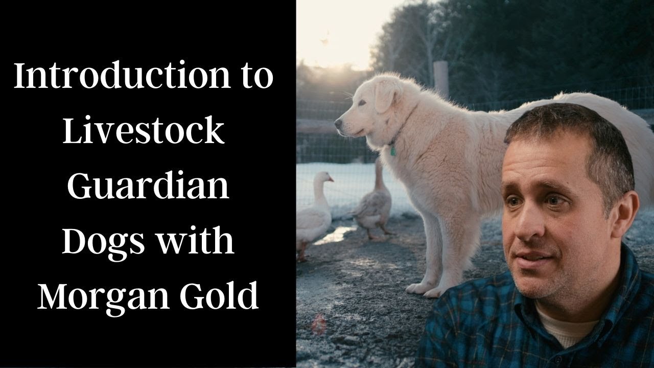 Morgan Gold Livestock Guardian Dog Introduction Masterclass - Part I ...