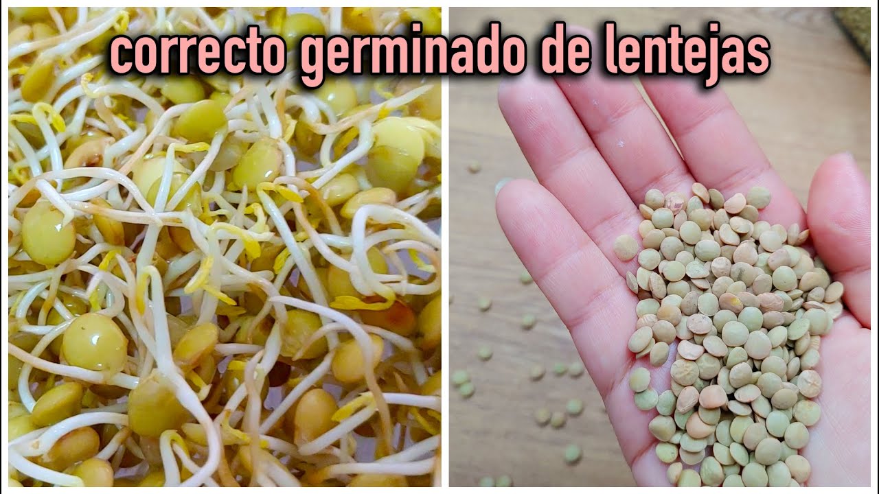 GERMINADO DE LENTEJAS SE COSECHA EN SOLO 7 DÍAS! 😮 Día por día - YouTube