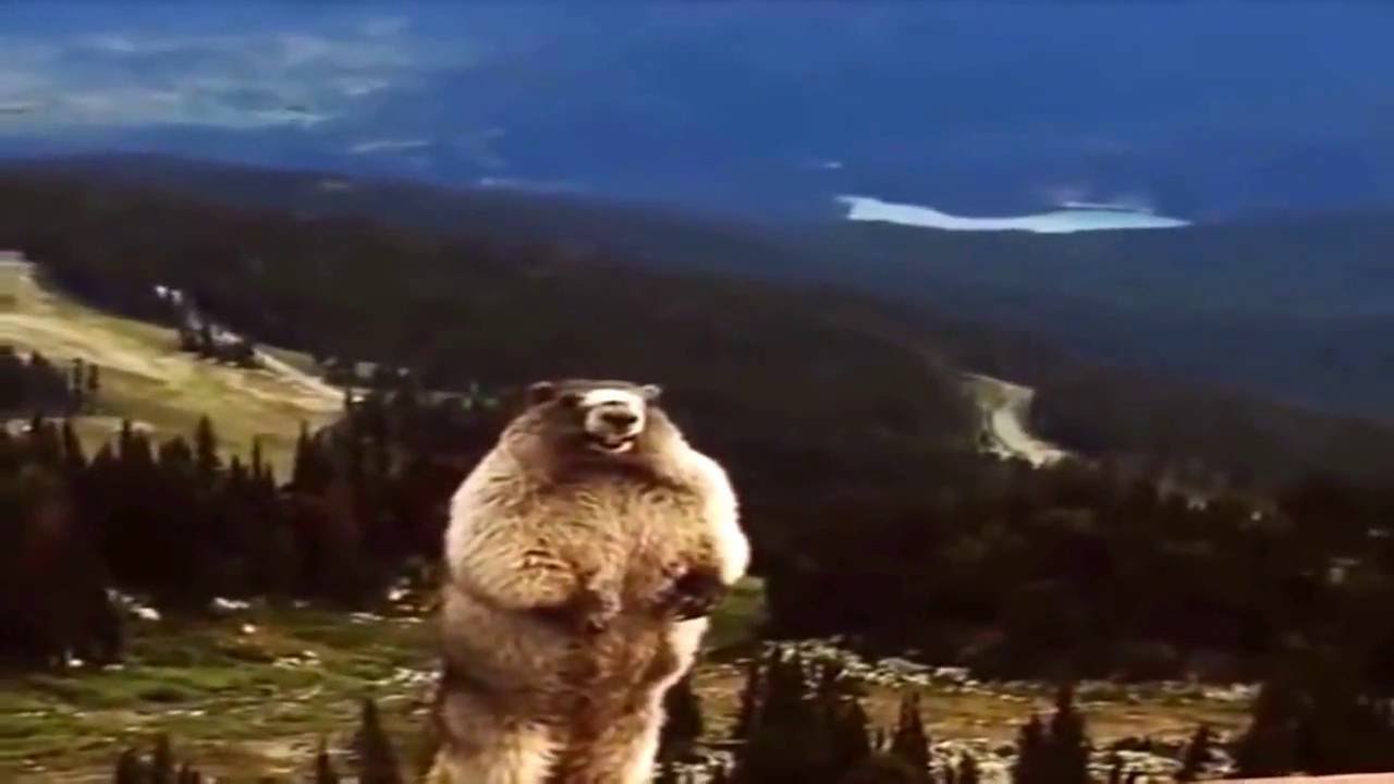 Epic marmot shouting - YouTube