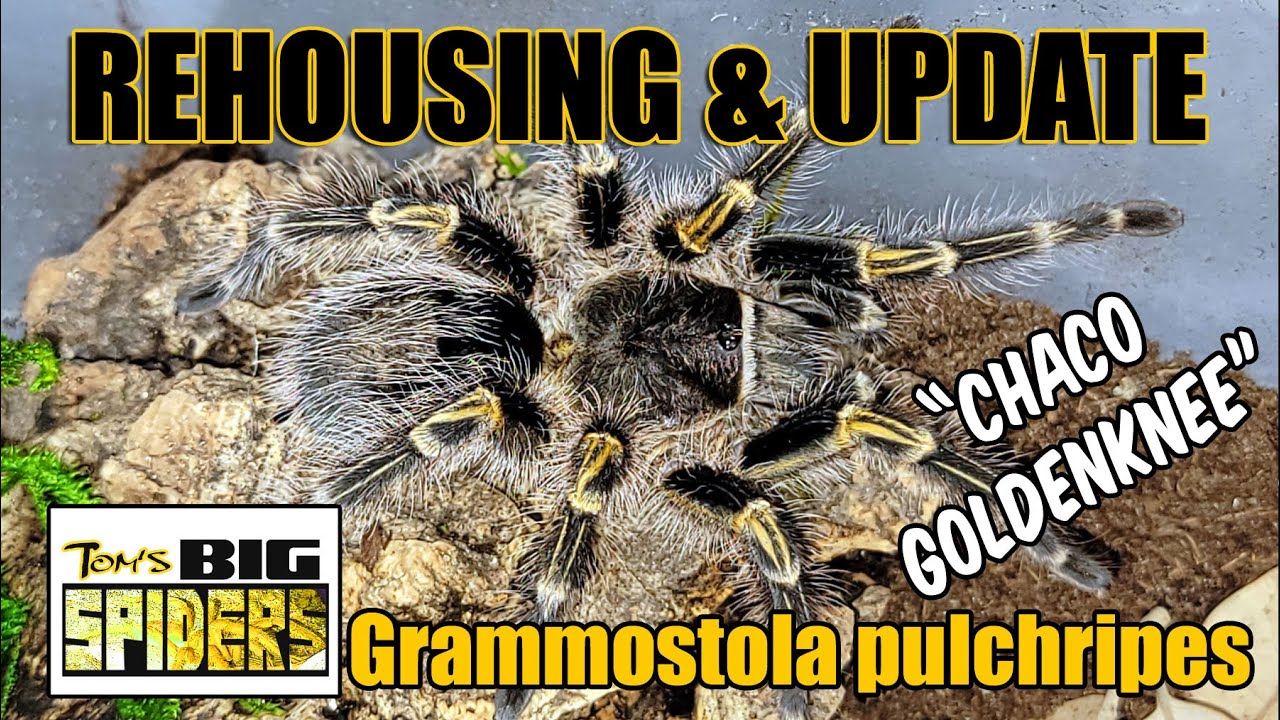 Grammostola Pulchripes "Chaco goldenknee" Rehouse and update - YouTube