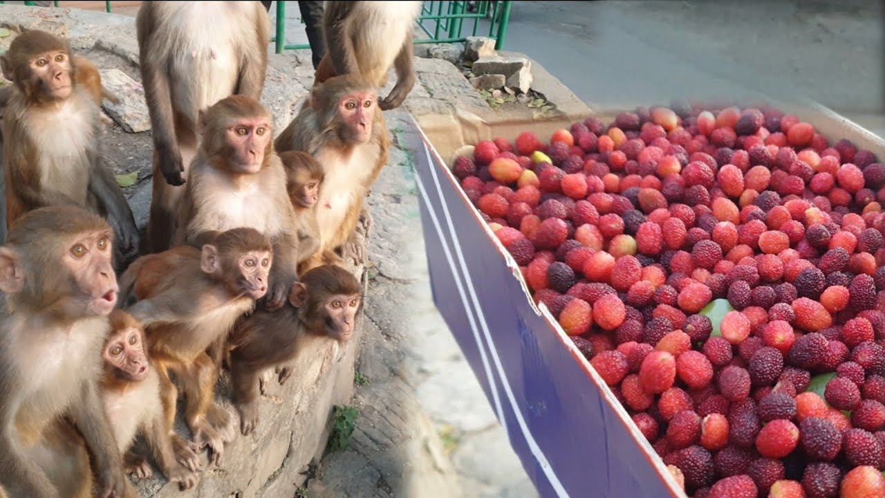New taste for monkeys || feeding bayberry grapes & orange to monkeys ...