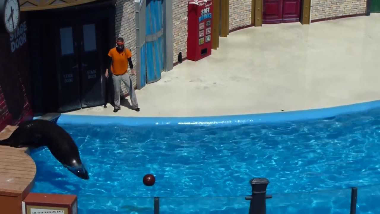 Sea Lion Ball Tricks - YouTube