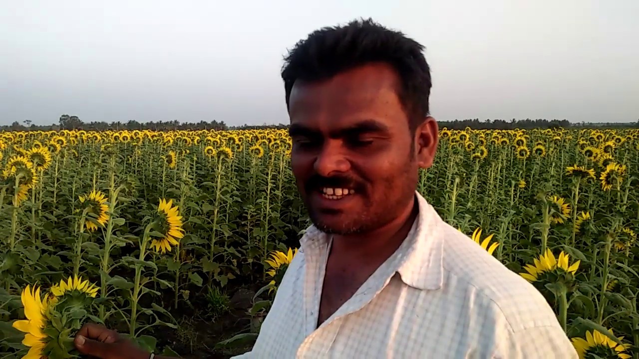 शेंद्रीय खंतावरती वापरलेलं सूर्यफूल पीक , suryaful pik sendriy khate ...