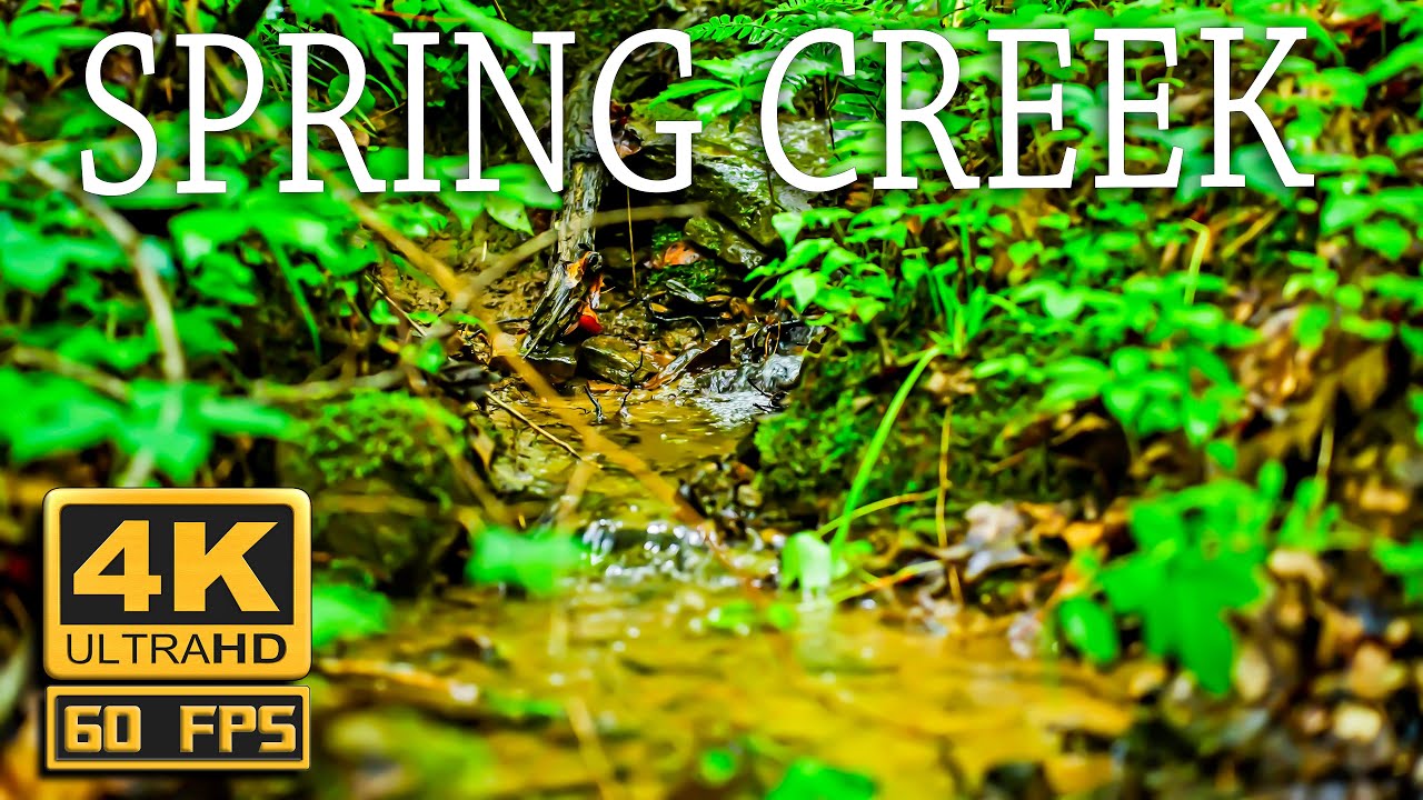 Natural Spring Creek Ambience and Atmosphere | For Calmness ...