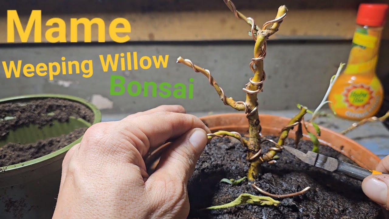 Mame Weeping Willow Bonsai Tree from Cutting - YouTube